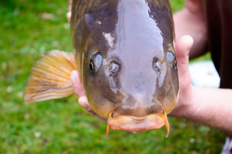 Carp fish head closeup stock image. Image of shiny, species - 73426535