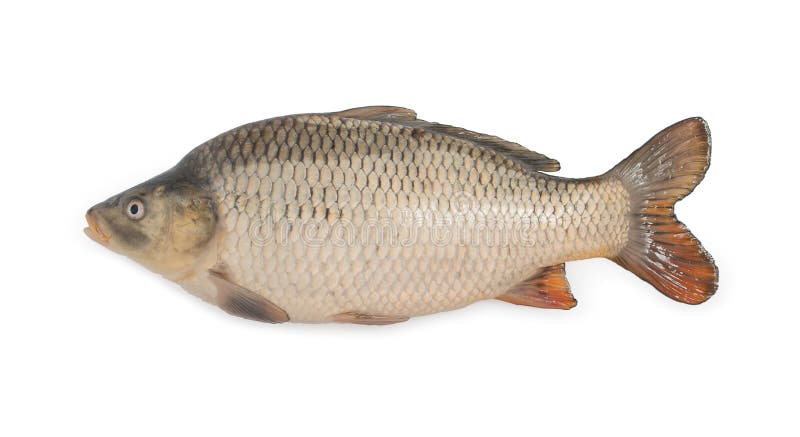 Carp Fish Isolated on a White Background, Side View Stock Image - Image ...