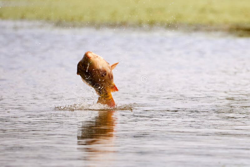 Carp fish jumping stock photo. Image of leisure, fish - 238002414