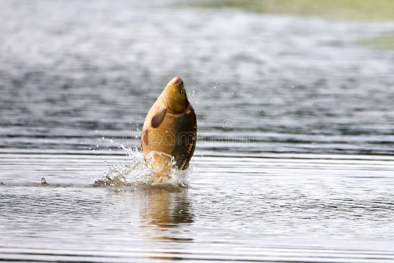 Carp fish jumping stock image. Image of carp, leisure - 238002433