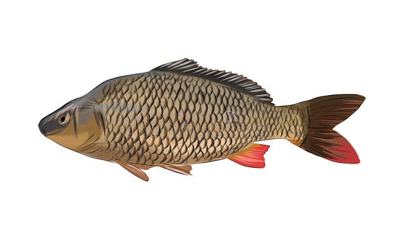 Carp Fish from Multicolored Paints. Splash of Watercolor, Colored ...