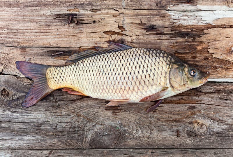 Carp Fish Over Old Wooden Board Stock Image - Image of fish, plank ...