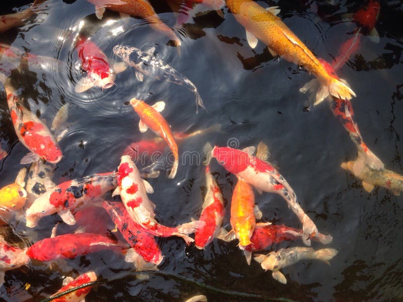 Carp fish pond stock photo. Image of carp, fish, black - 54351140