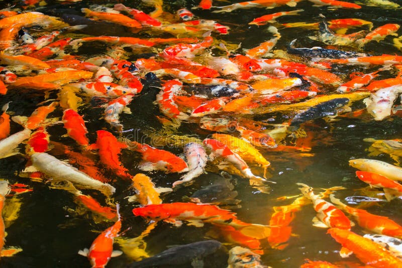 Carp fish stock photo. Image of wildlife, carp, japanese - 31744002