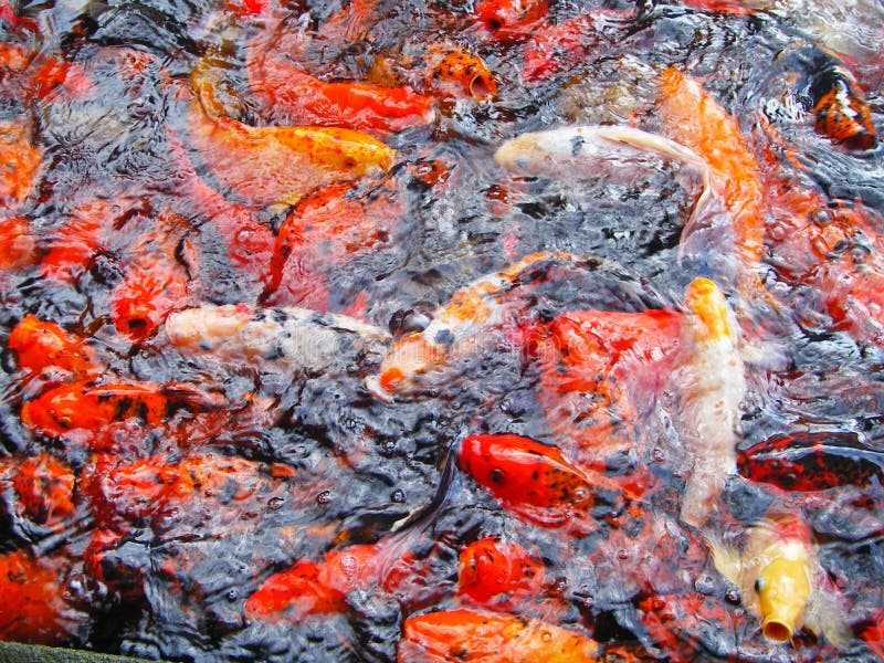 Carp fish red pond stock photo. Image of pond, wildlife - 205572588