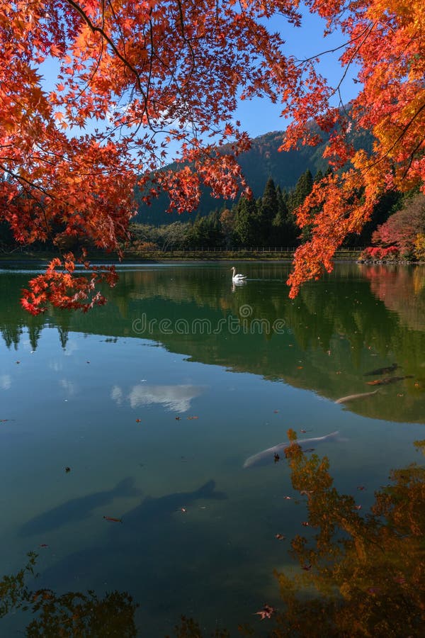 Carp Fish with Red Leaf in the Autumn Season Stock Image - Image of ...