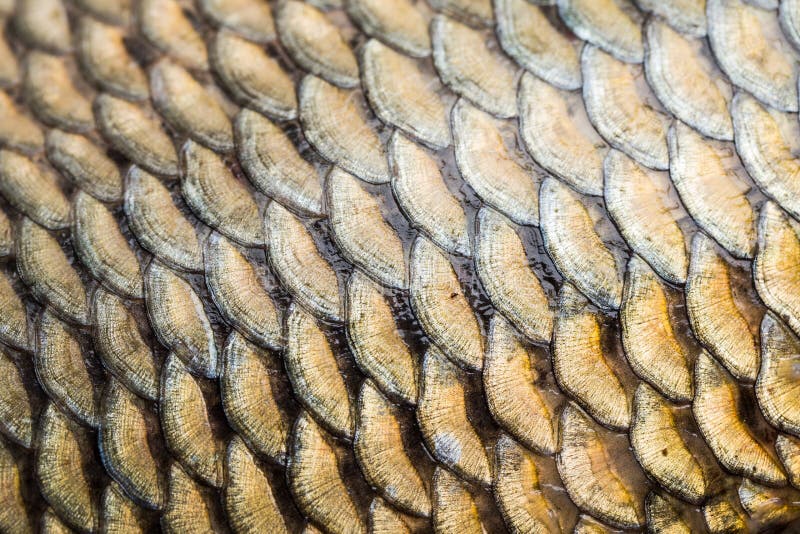 Carp Fish Scales Grunge Texture Stock Image - Image of food, salmon ...