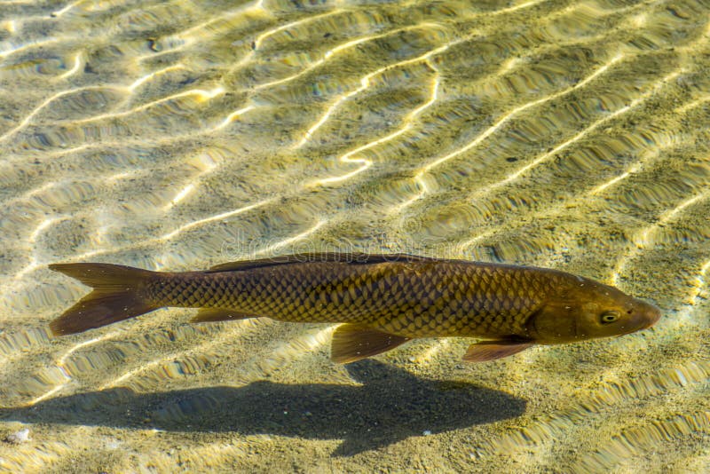Fish on shallow water stock image. Image of colorful - 21465001