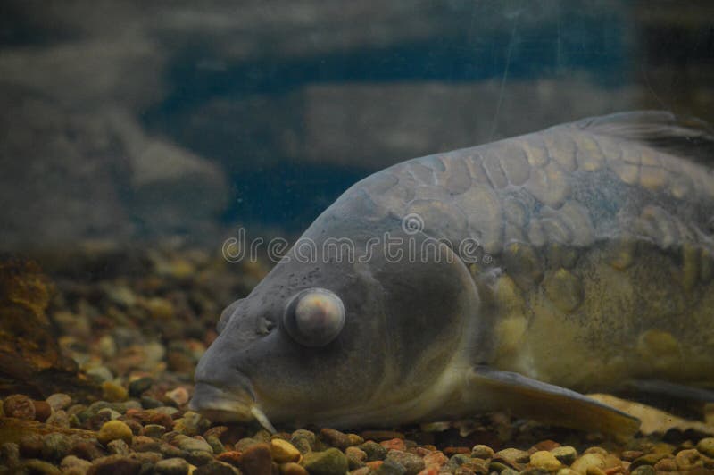 Carp fish in the tank stock image. Image of mouth, feeder - 125739109