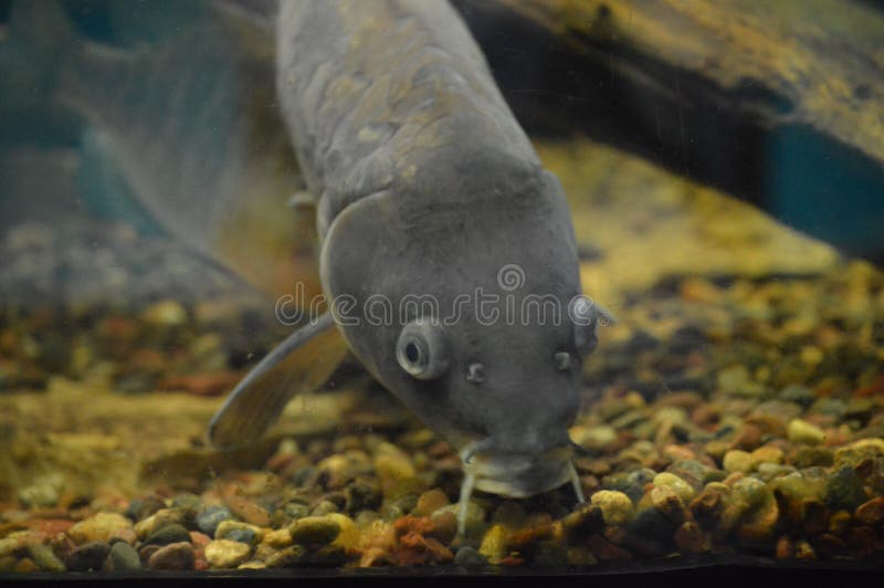 Carp fish in the tank stock photo. Image of gill, cute - 133490660