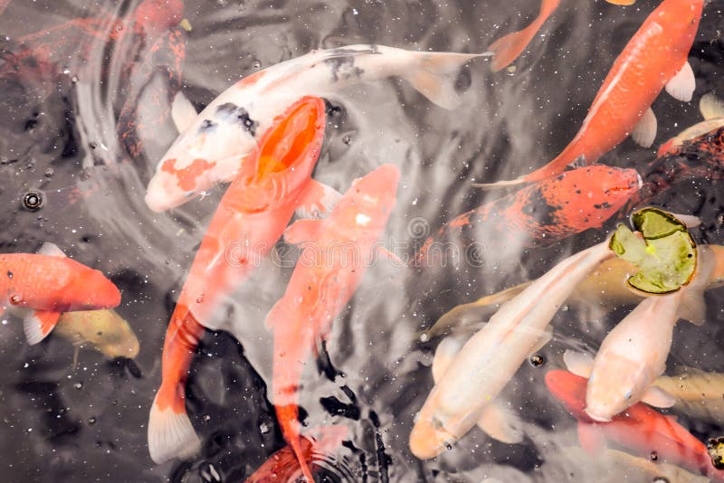 Carp Fish Texture Background Pattern Stock Image - Image of carp ...