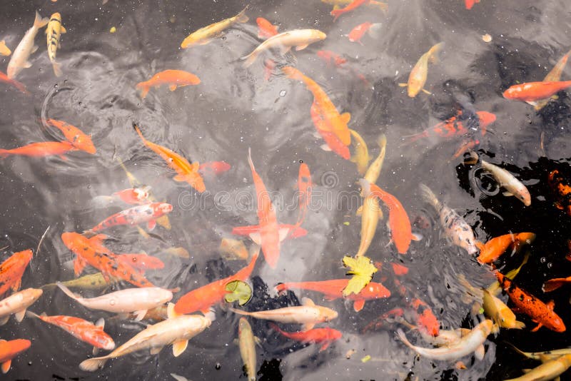 Carp Fish Texture Background Pattern Stock Photo - Image of aquatic ...