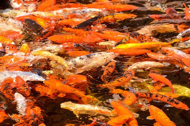 Carp Fish Texture Background Pattern Stock Photo - Image of fresh, carp ...