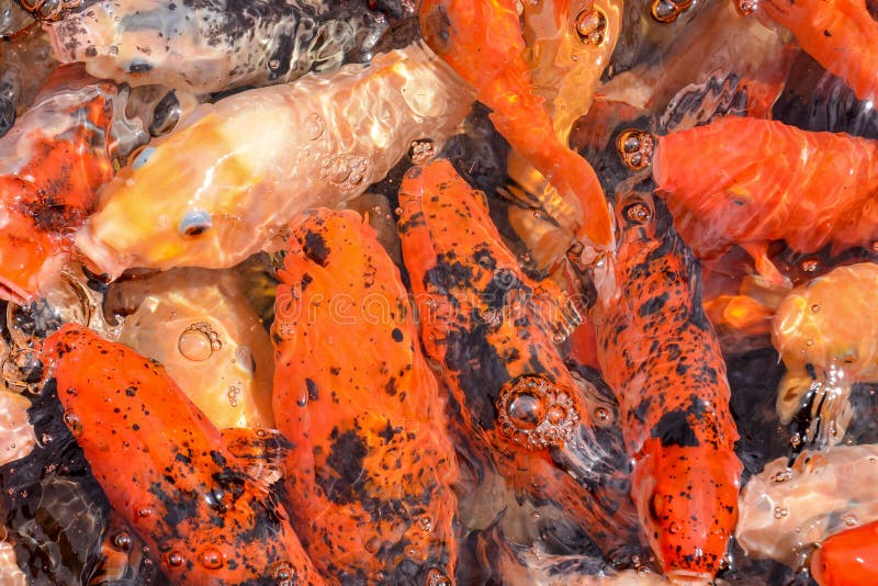 Carp Fish Texture Background Pattern Stock Illustration - Illustration ...