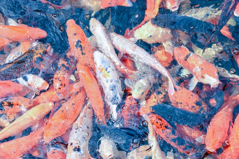 Carp Fish Texture Background Pattern Stock Image - Image of texture ...