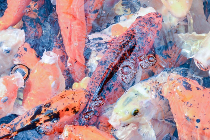 Carp Fish Texture Background Pattern Stock Image - Image of animal ...