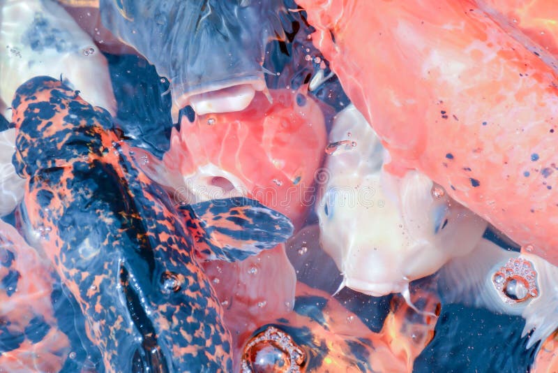 Carp Fish Texture Background Pattern Stock Image - Image of nature ...