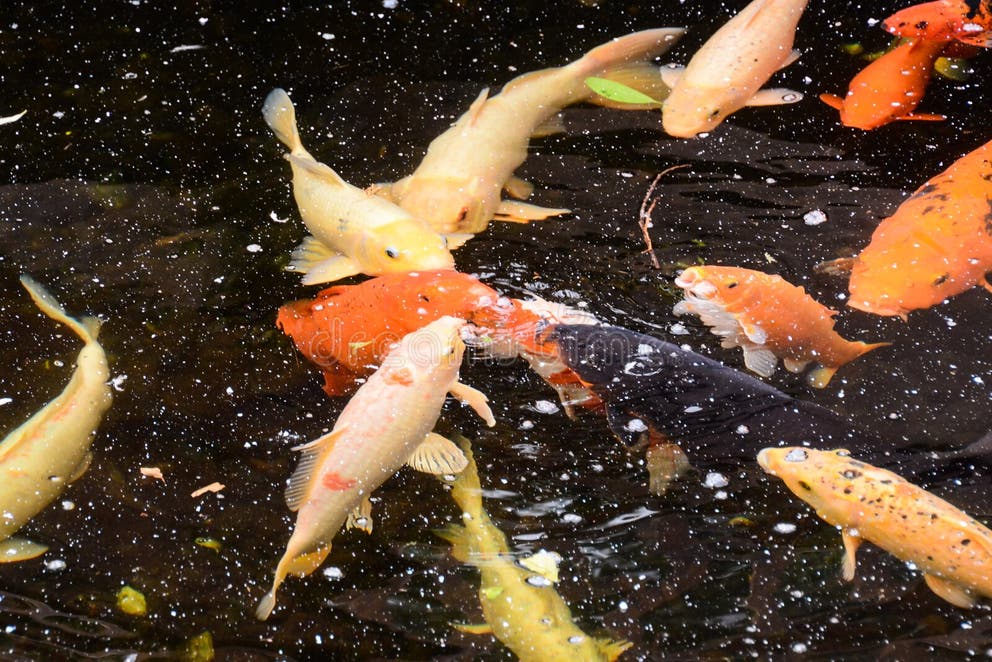 Carp Fish Texture Background Pattern Stock Photo - Image of freshwater ...