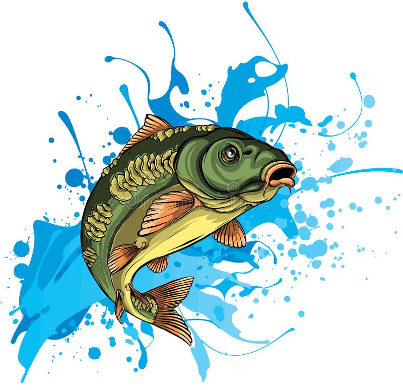 Carp Fish Vector Illustration.Common Carp Illustration. Isolated on ...
