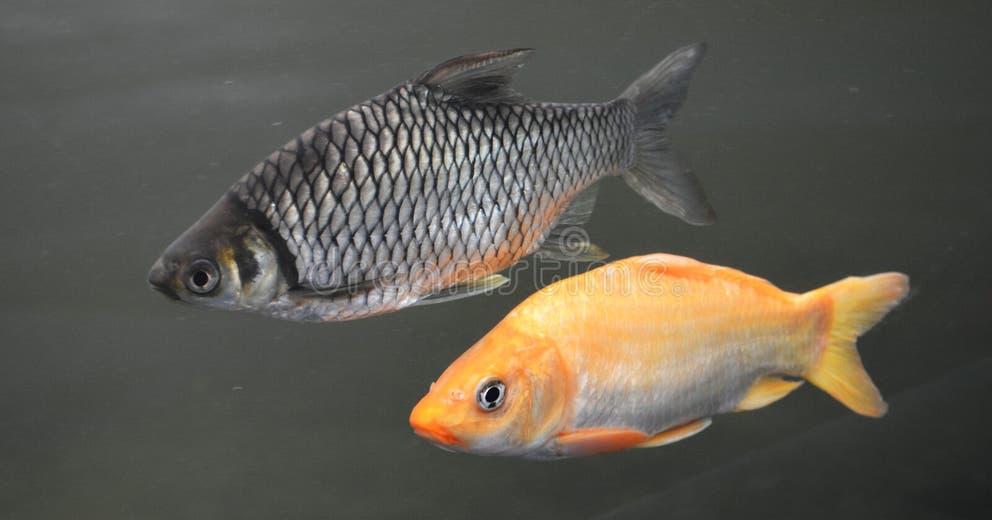 Carp fish stock image. Image of fauna, cyprinoid, freshwater - 45288077