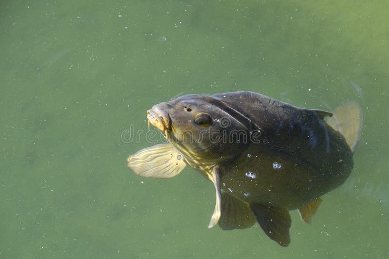 Carp Fish , Water Lake , Animal Stock Photo - Image of tortoise, frog ...