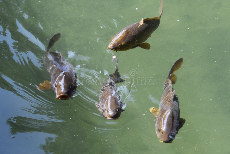 Carp Fish , Water Lake , Animal Stock Photo - Image of stones, animal ...
