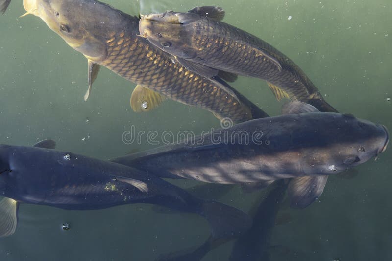 Carp Fish , Water Lake , Animal Stock Photo - Image of fish, shell ...