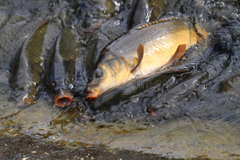 Carp fishes stock photo. Image of sport, healthy, fish - 53712306