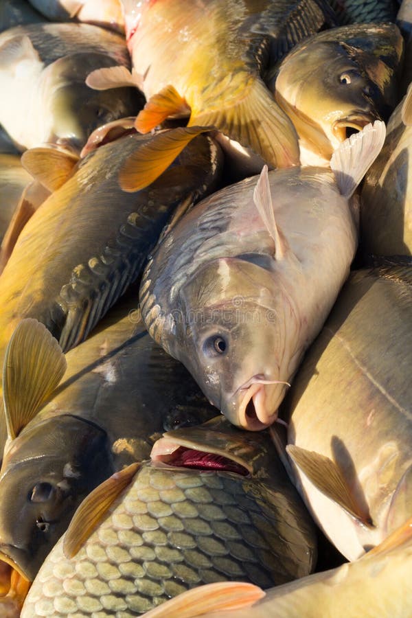 Carp fishing stock photo. Image of carp, lake, close - 34823018