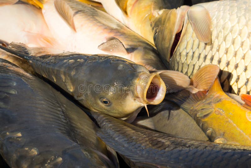Carp fishing stock photo. Image of beautiful, industrial - 34824596