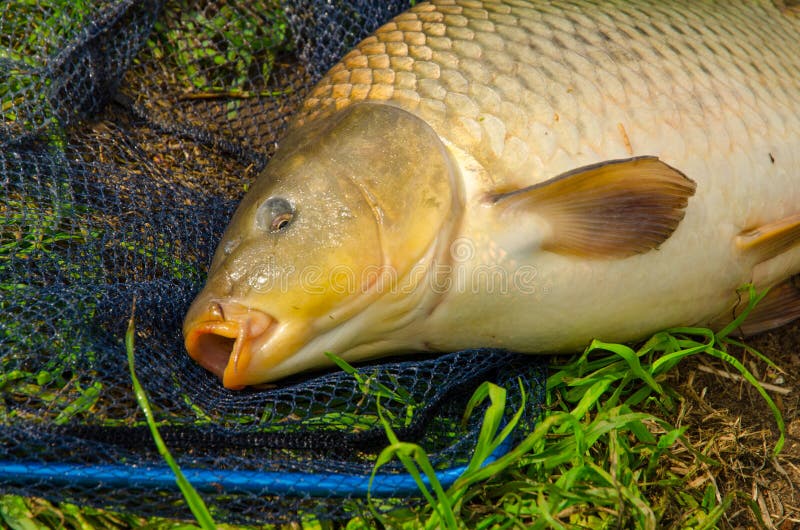 Carp stock photo. Image of path, carp, freshwater, fisherman - 31114238