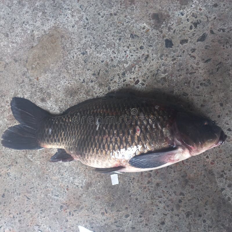 Carp or Carp is a Freshwater Fish that Has Important Economic Value ...
