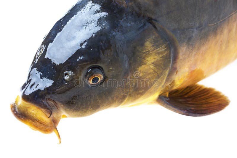 A carp head stock image. Image of closeup, hobby, carp - 36162807