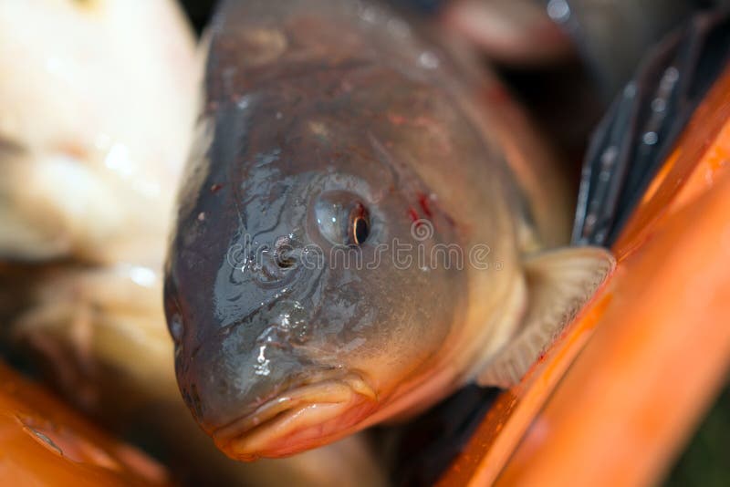 Carp head stock photo. Image of nature, fresh, animal - 49706640