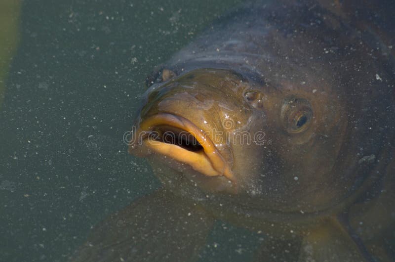 Carp head stock photo. Image of carp, kitchen, large, animal - 7864536