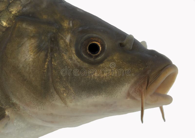 Carp stock photo. Image of mouth, fishing, scaleless, crossbreed - 3608998