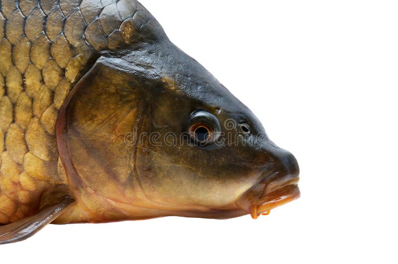 Carp Head Isolated On White Background Stock Image - Image of closeup ...
