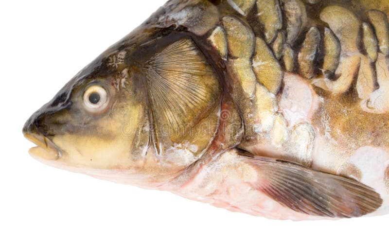 Head of big carp stock photo. Image of white, fresh, fish - 26635366