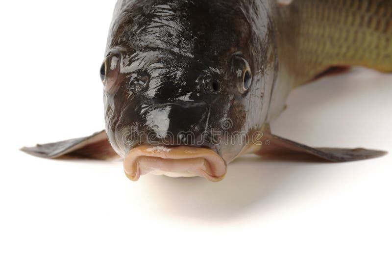 Carp head stock photo. Image of carp, kitchen, large, animal - 7864536