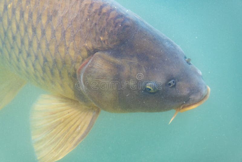 Carp in Hellbrunn Garden stock photo. Image of pond - 369844330