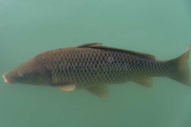 Carp in Hellbrunn Garden stock photo. Image of hellbrunn - 369844312