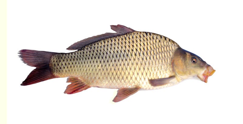 Common carp stock image. Image of close, food, common - 16524697