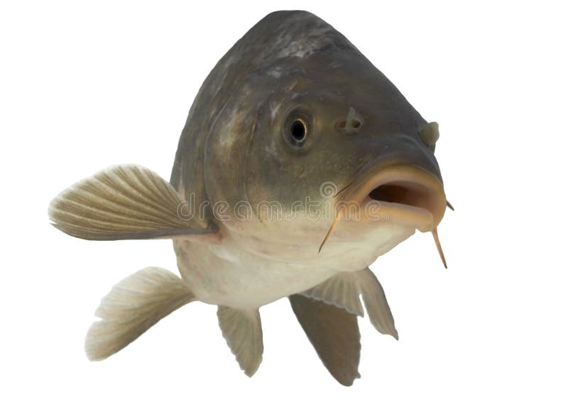 Fish Lips stock photo. Image of carp, large, aquatic, water - 5200676