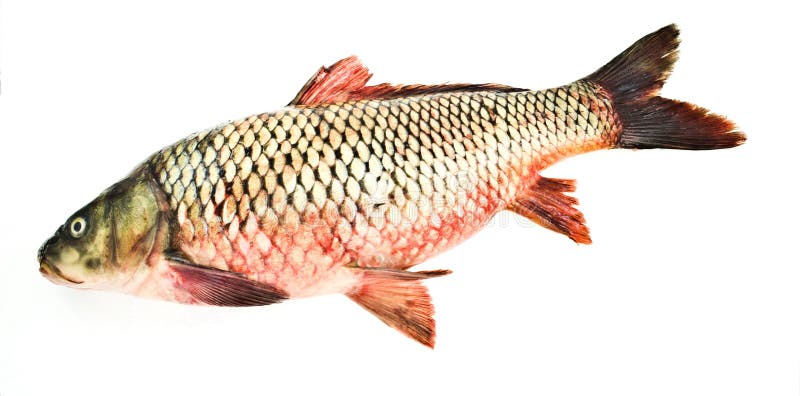 Fish tail,carp stock photo. Image of fish, food, scaleless - 6721452