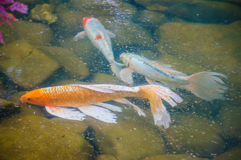 Carp Koi Fish Under the Water Stock Image - Image of japanese, lake ...