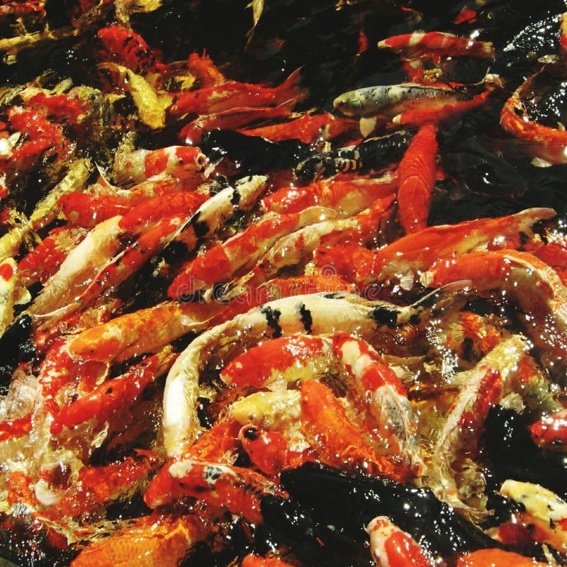 Carp koi stock image. Image of small, carp, young, farm - 128814503