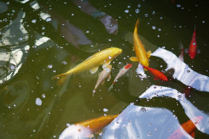 Carp Koi Swimming in the Pond. Top View Stock Photo - Image of carp ...
