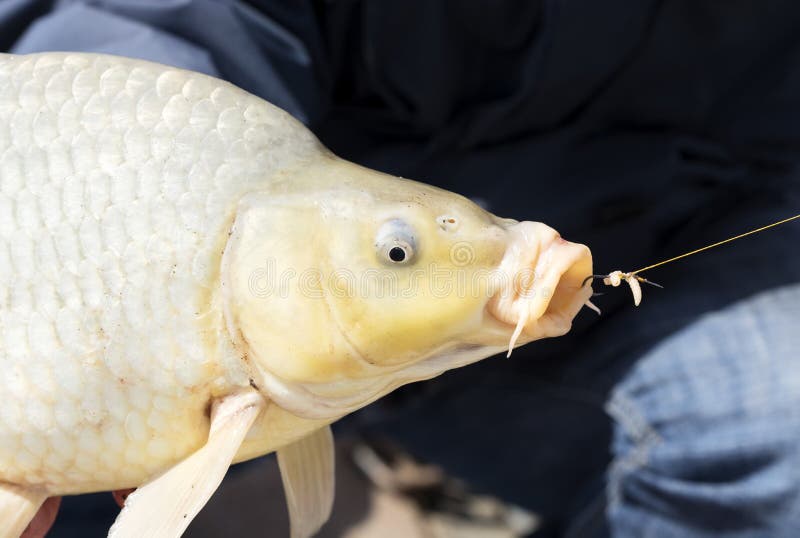Carp from Lake Balaton stock photo. Image of fish, animal - 115673132