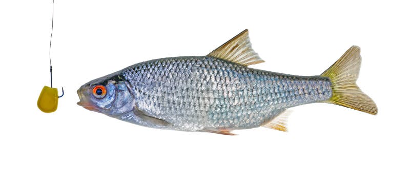 Carp-like Freshwater Fish Cyprinid Stock Image - Image of cypriniformes ...