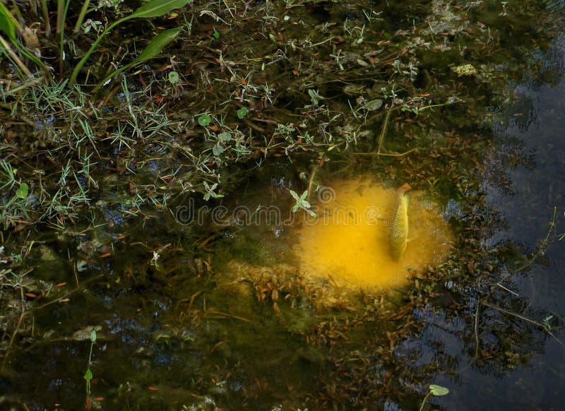 A Carp Making a Nest in the Pond Stock Image - Image of underwater ...